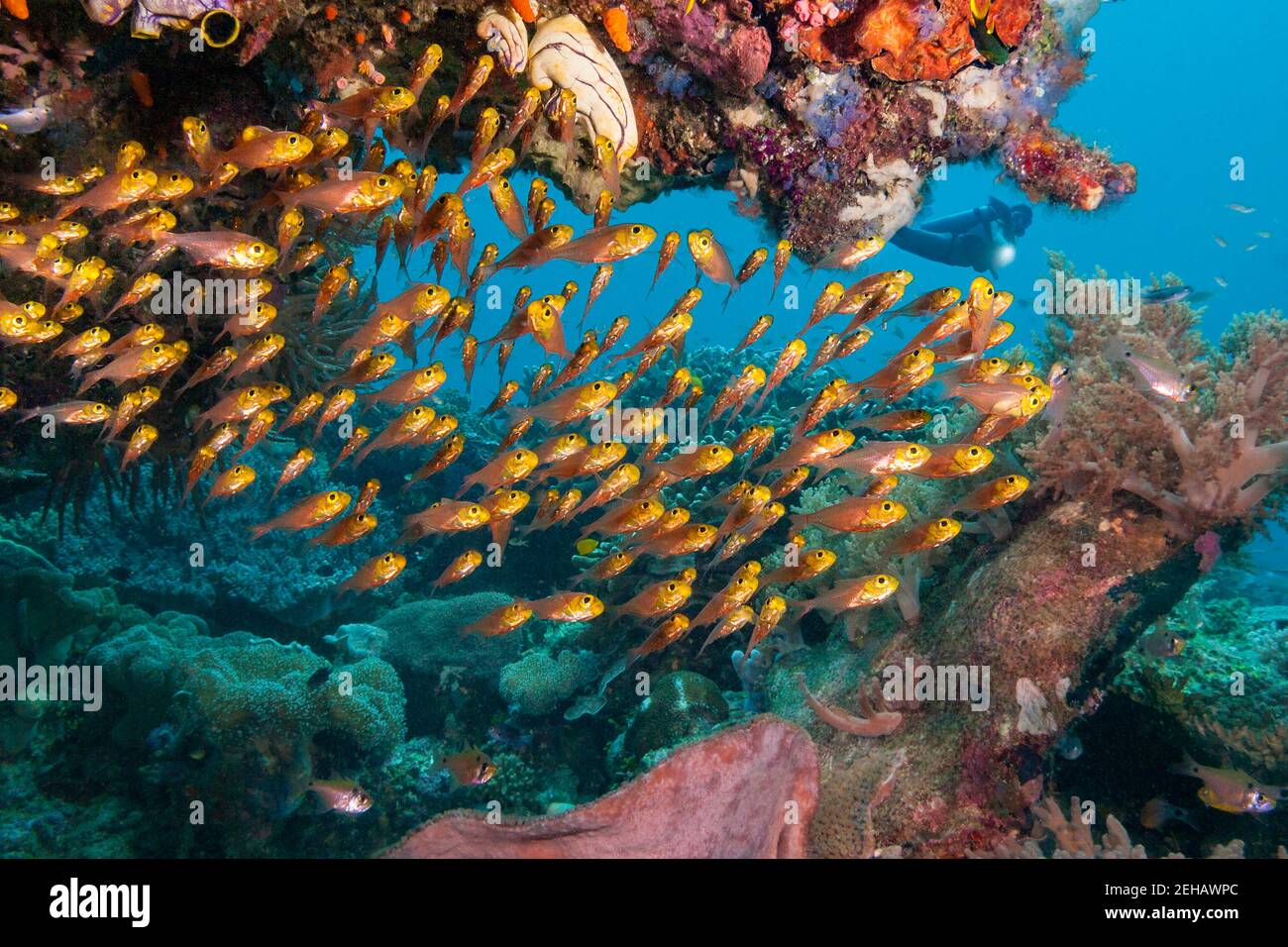 Diver (MR) and schooling golden sweeper, Parapriacanthus ransonneti ...