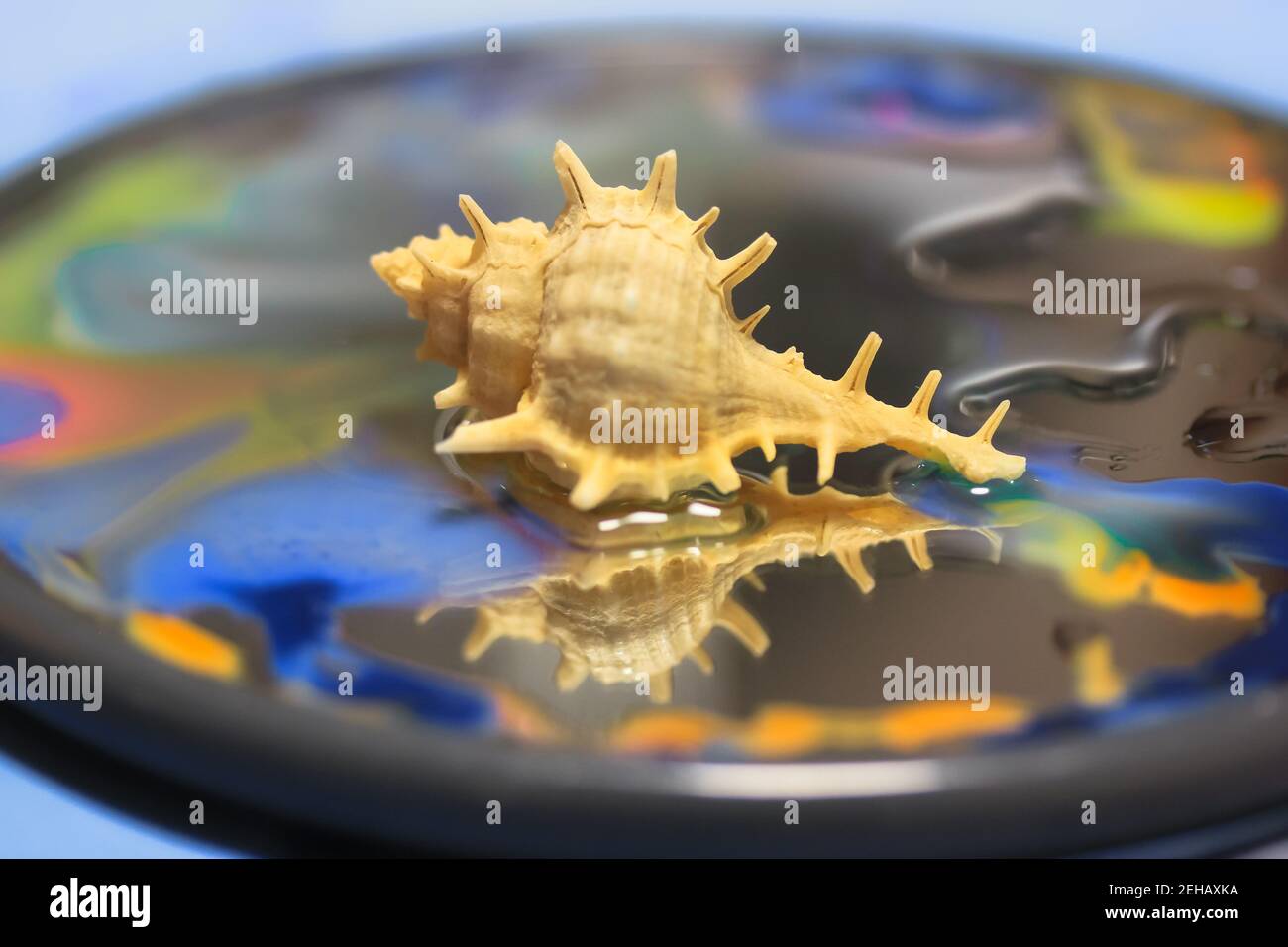 White Conch High Resolution Stock Photography and Images - Alamy