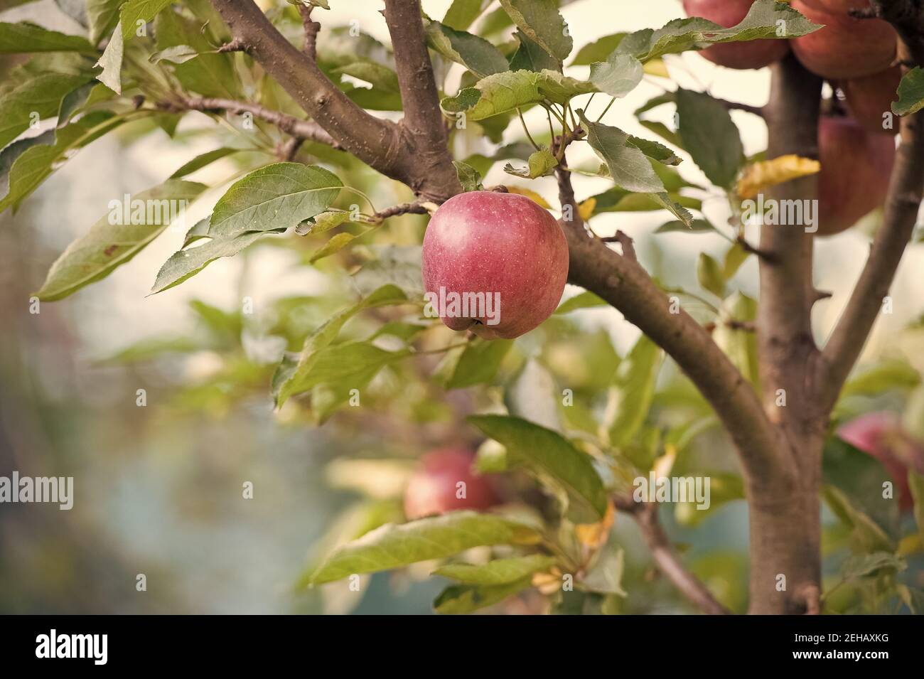 Harvest is ripe. Apple garden on natural landscape. Apple tree grow in ...