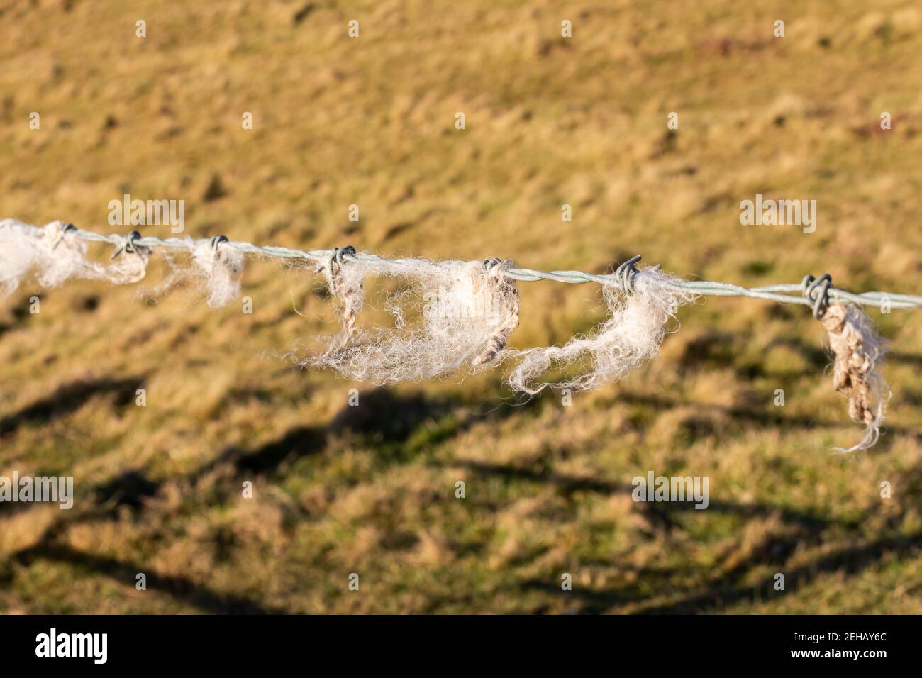 Sheep wool caught on barbed wire in a field with a shadow on the grass ...