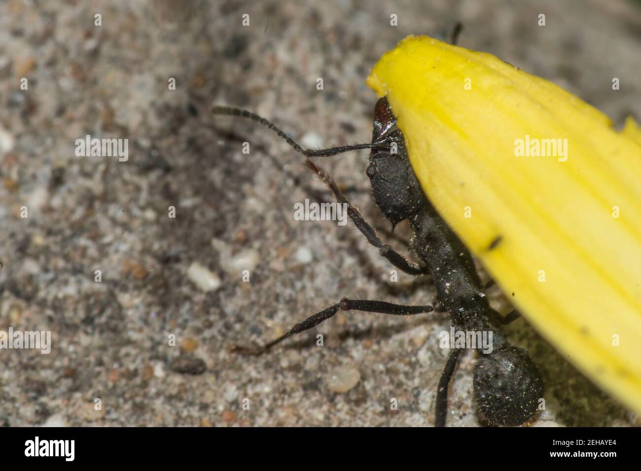 Argentinian ant transporting a flower leaf Stock Photo - Alamy