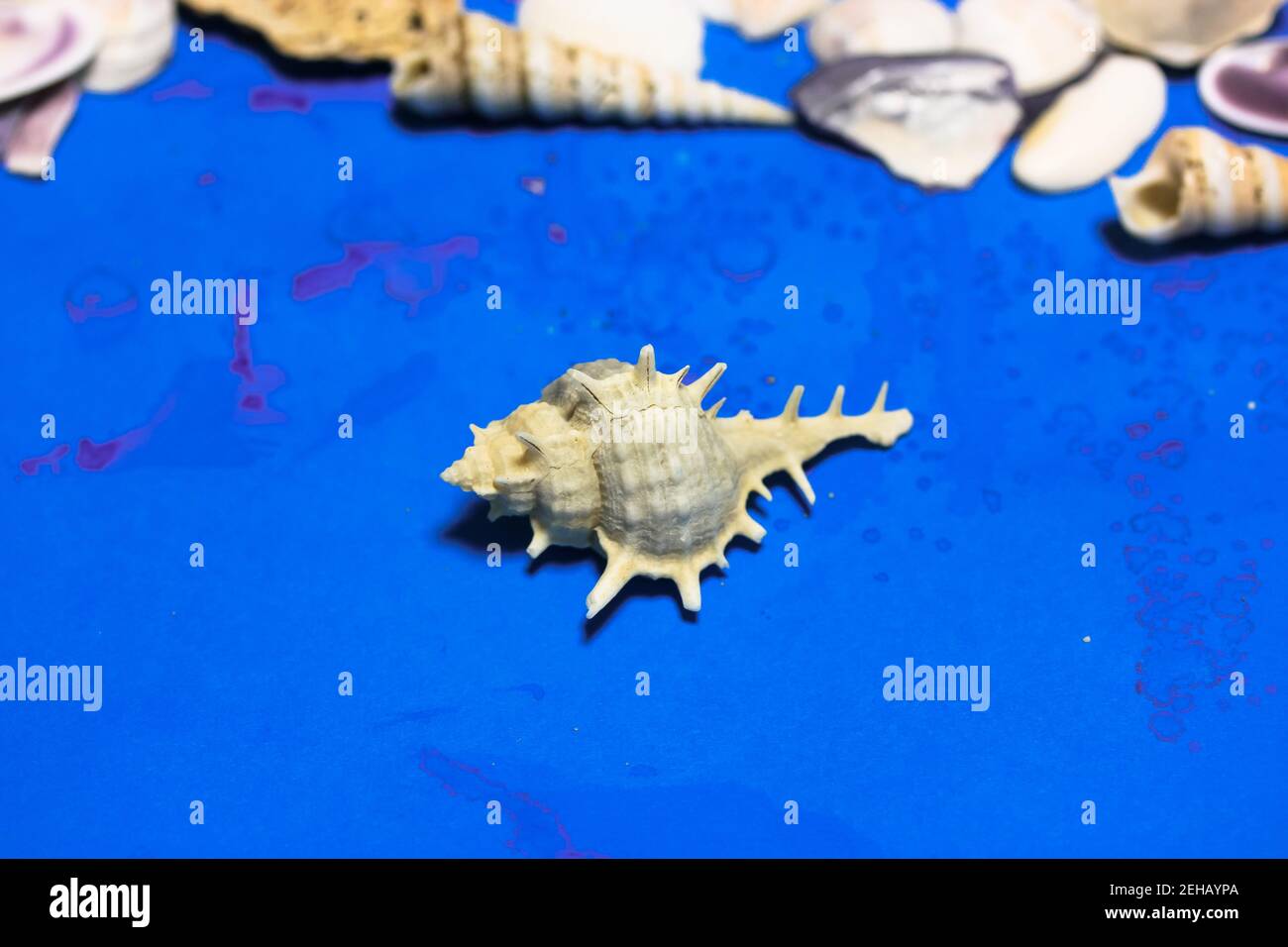 Oceanic theme hi-res stock photography and images - Alamy