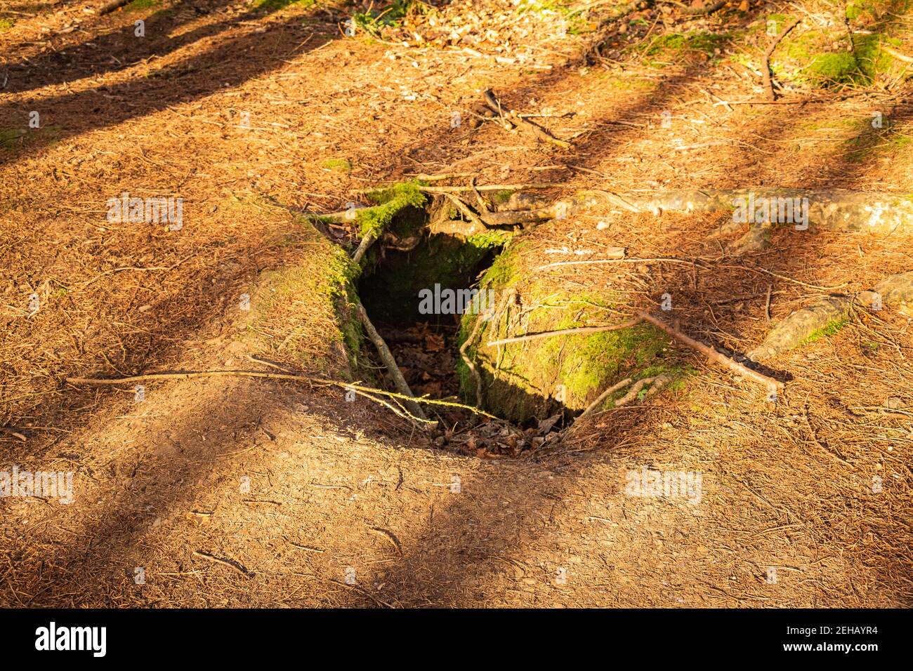Fox Tree Den High Resolution Stock Photography and Images - Alamy