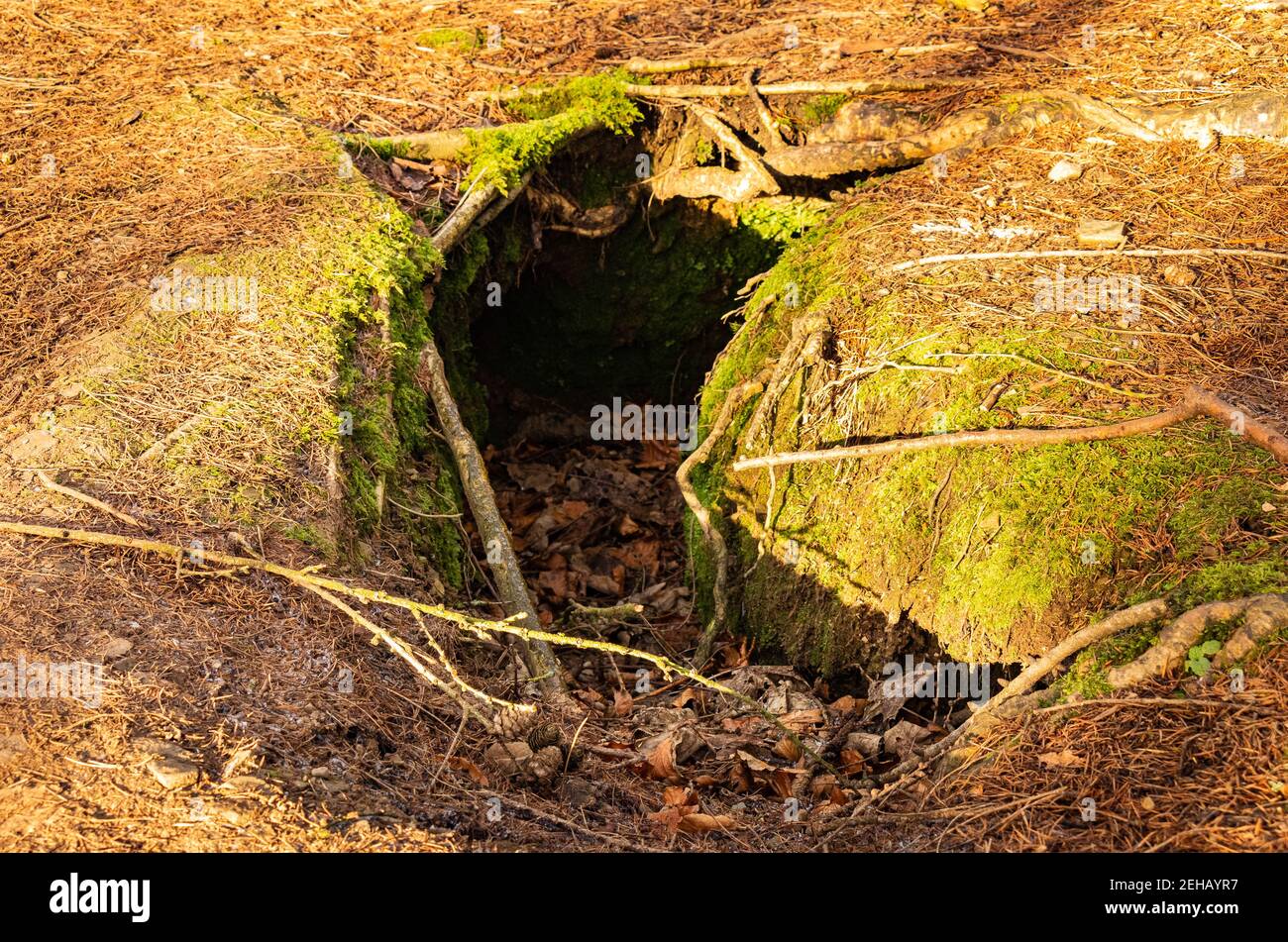 Bear tree den hi-res stock photography and images - Alamy