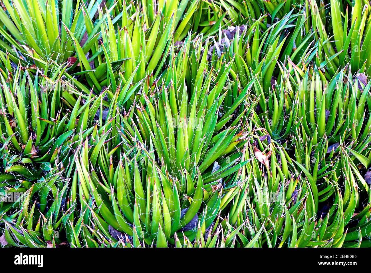 Thread agave hi-res stock photography and images - Alamy