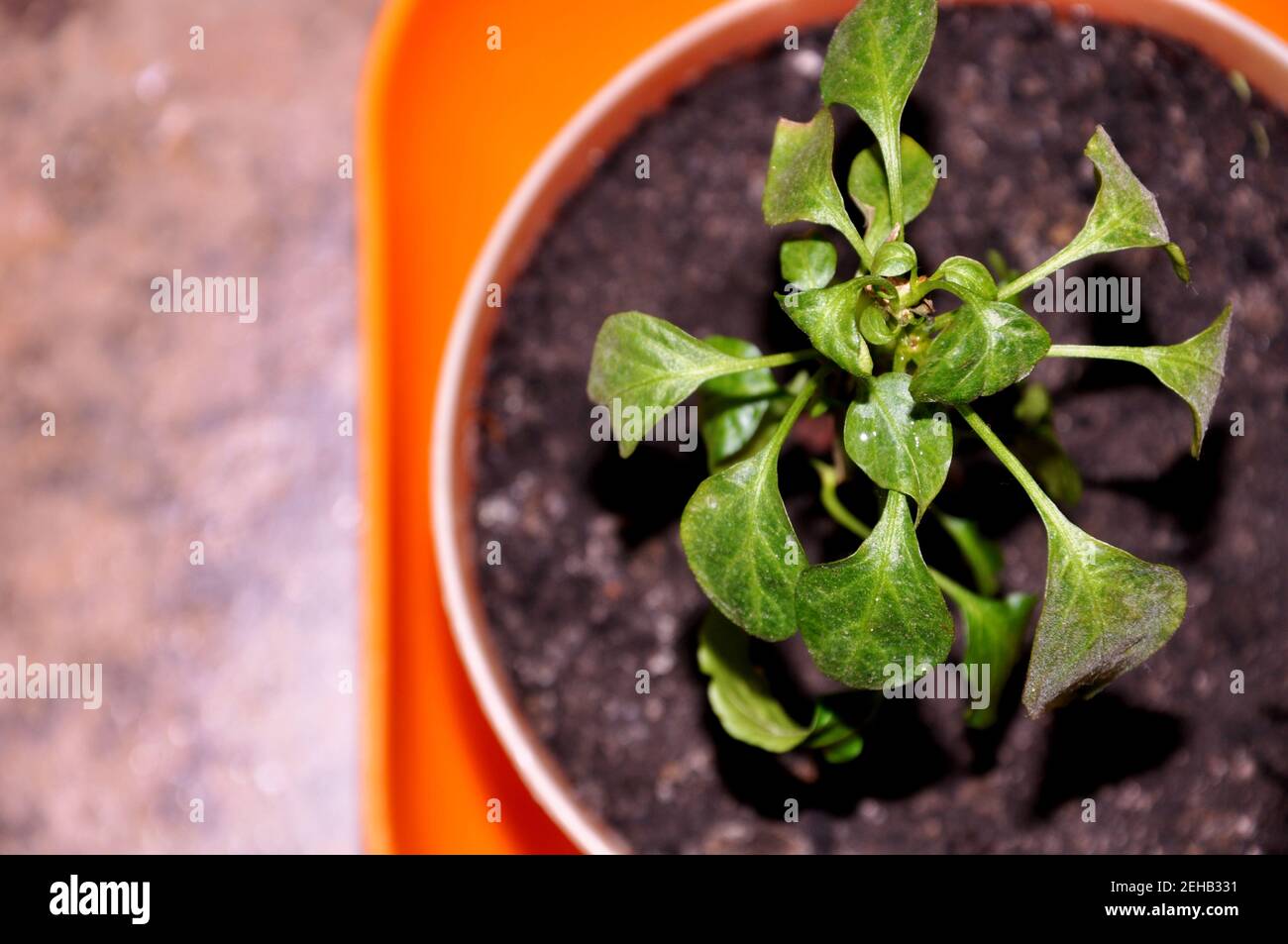 Green pepper capsicum seedling hi-res stock photography and images - Alamy