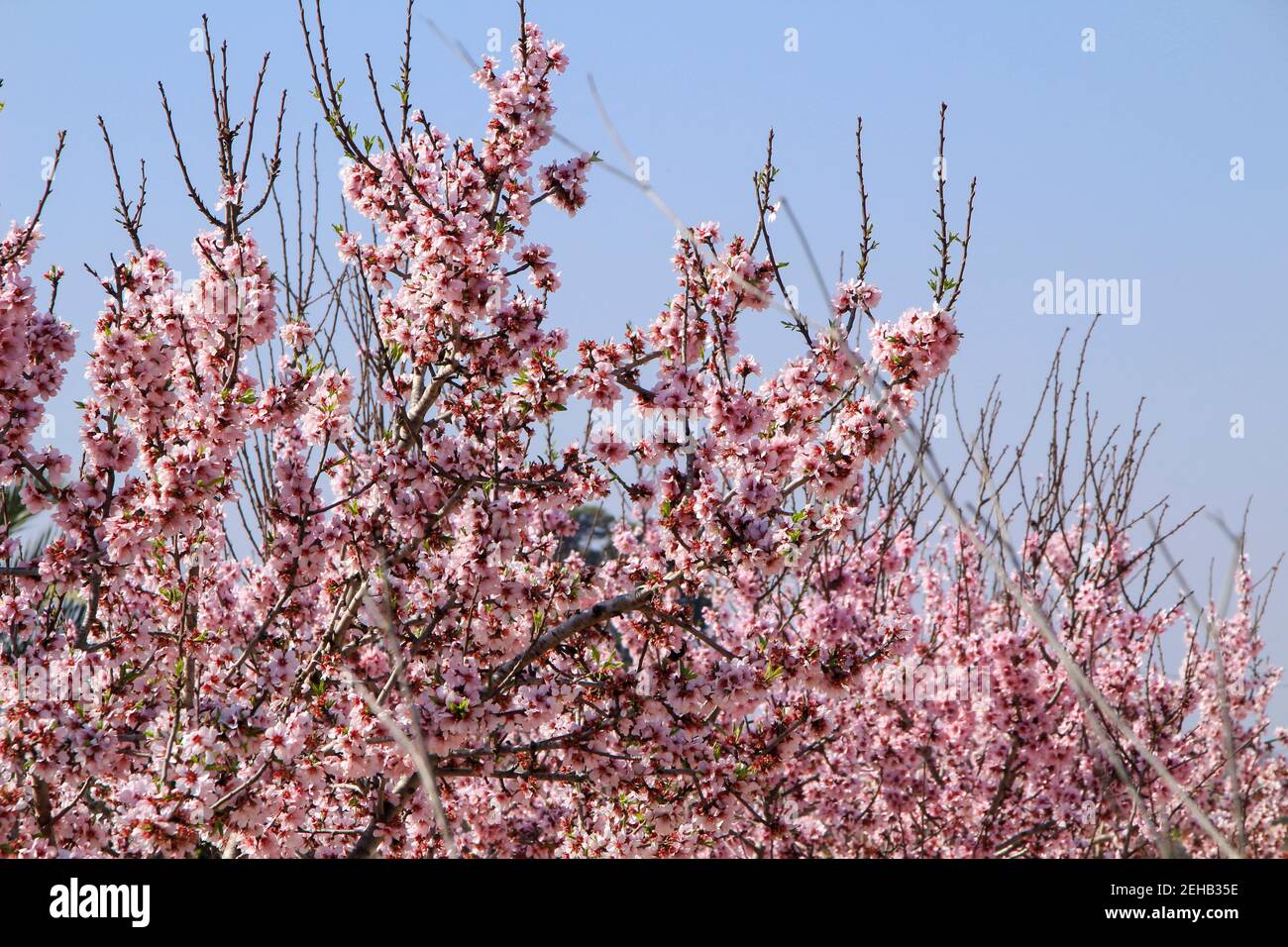 Pink Almond tree in bloom under blue sky in Spain Stock Photo - Alamy