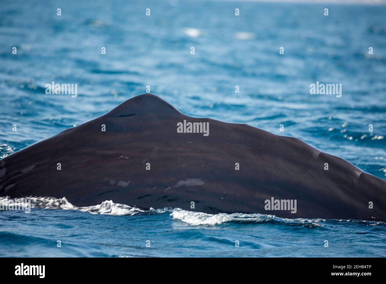 The dorsal fin and peduncle of a sperm whale, Physeter macrocephalus ...