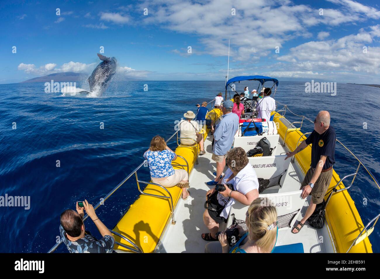 A whale watching boat out of Lahaina, Maui, gets a close up look at a ...