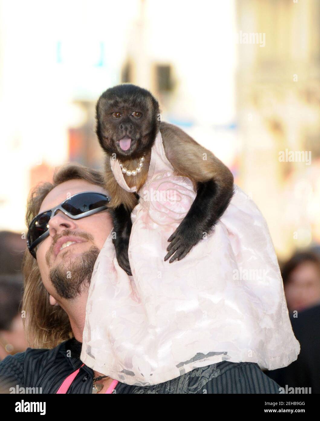 Crystal the monkey hi-res stock photography and images - Alamy