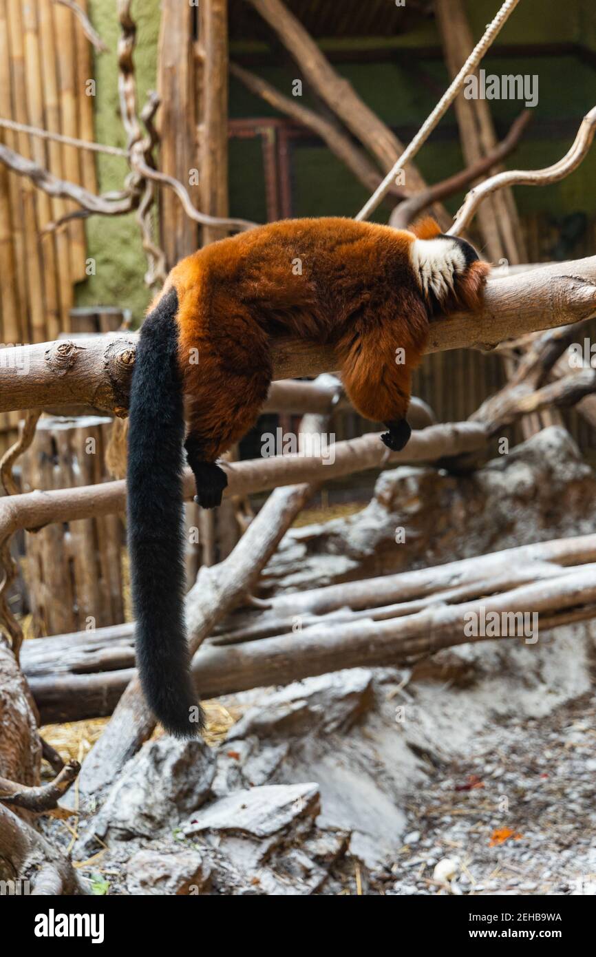 Red Ruffed Lemur sleeping on wooden beam Stock Photo - Alamy