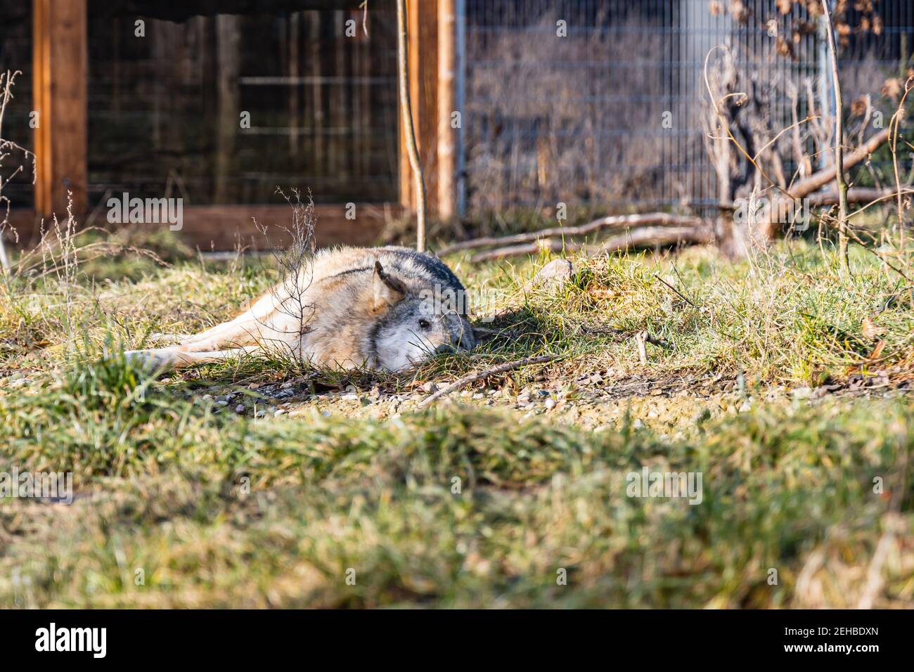 Gray wolf lie on small glade in front of small building Stock Photo - Alamy