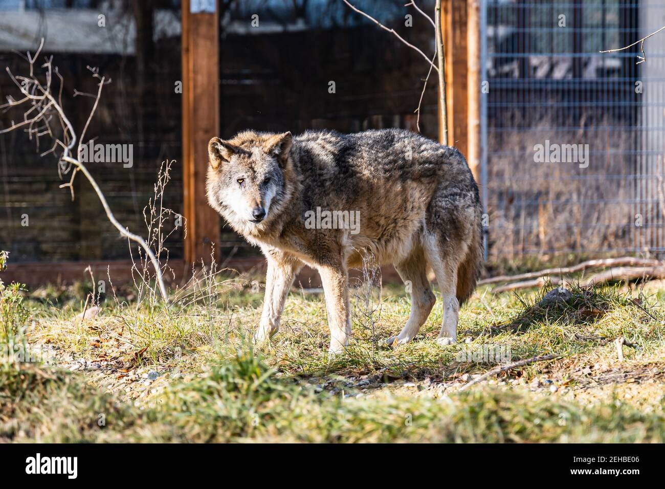 Gray wolf standing on small glade in front of small building Stock ...