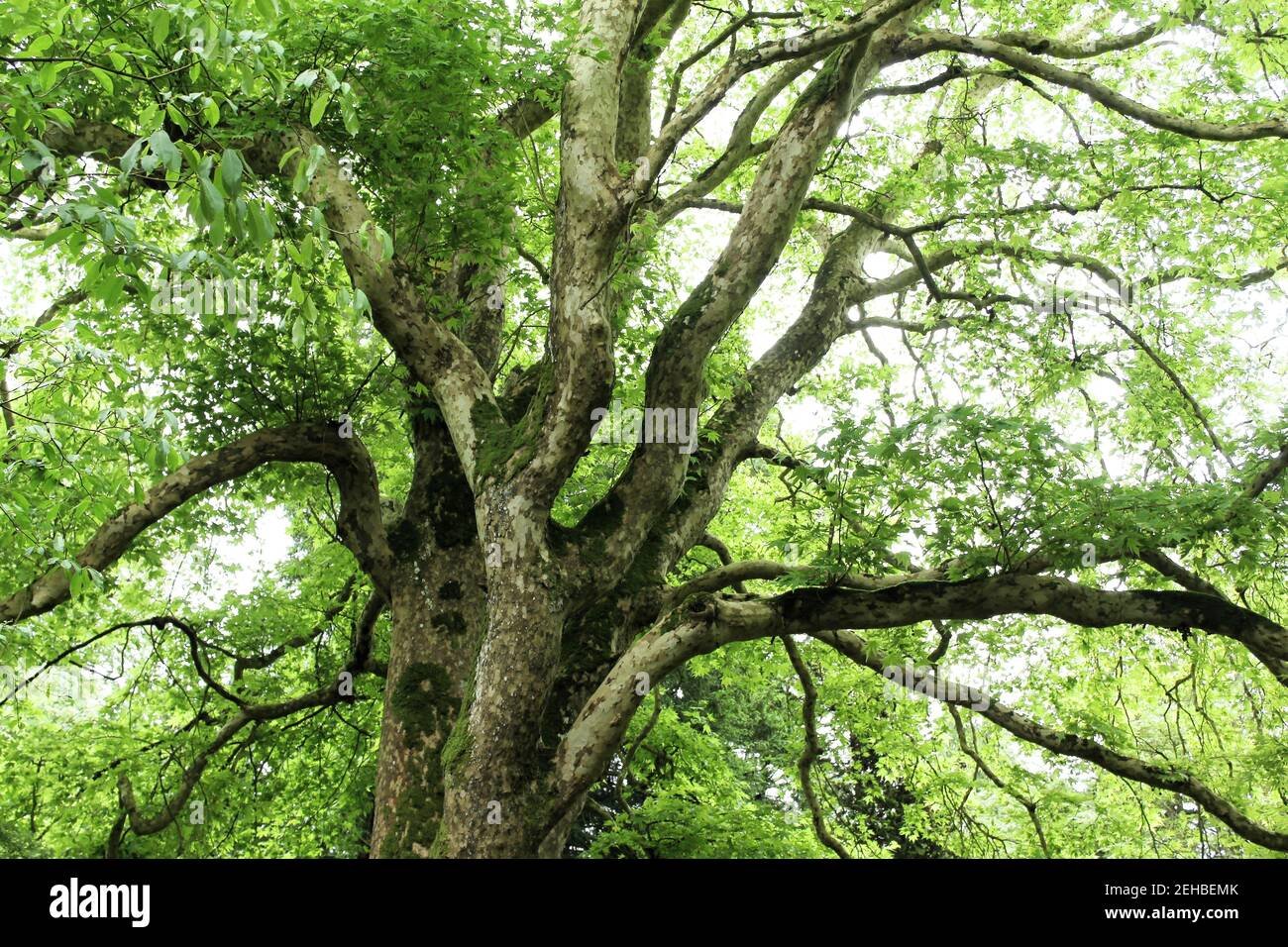 Bottom view of tree trunk to green leaves of big tree in forest. Green ...