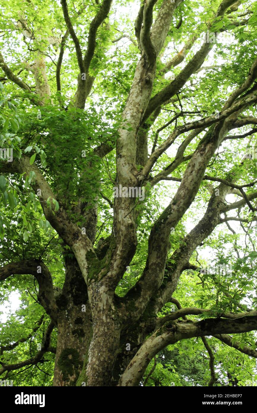 Bottom view of tree trunk to green leaves of big tree in forest. Green ...