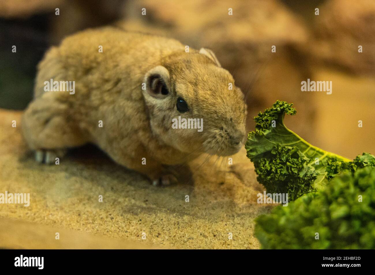Small Gundias Ctenodactylus gundi eating salad Stock Photo - Alamy