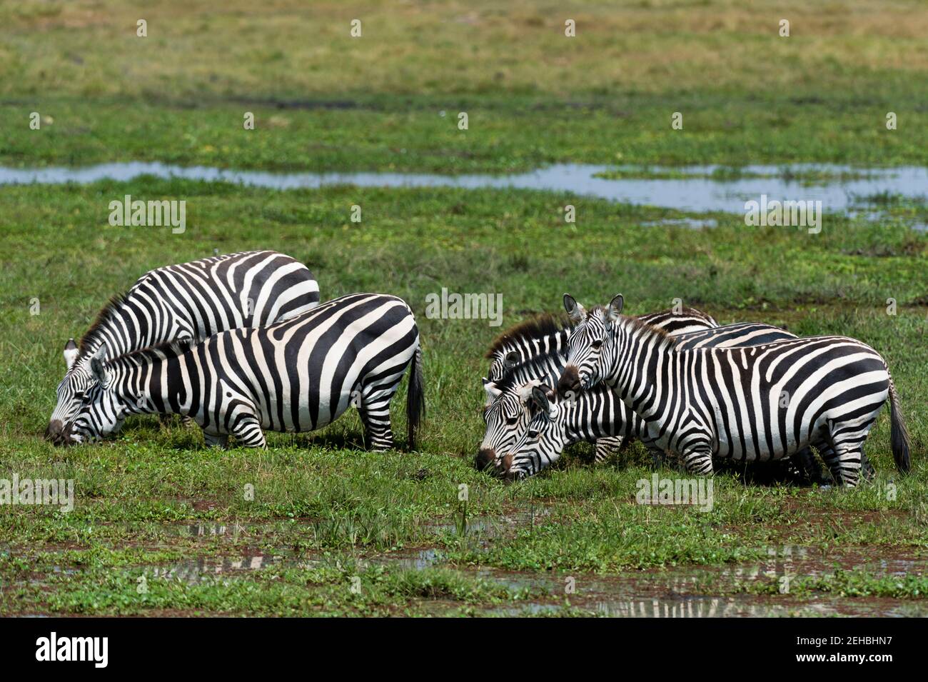 Common zebras (Equus quagga), Amboseli National Park, Kenya Stock Photo ...