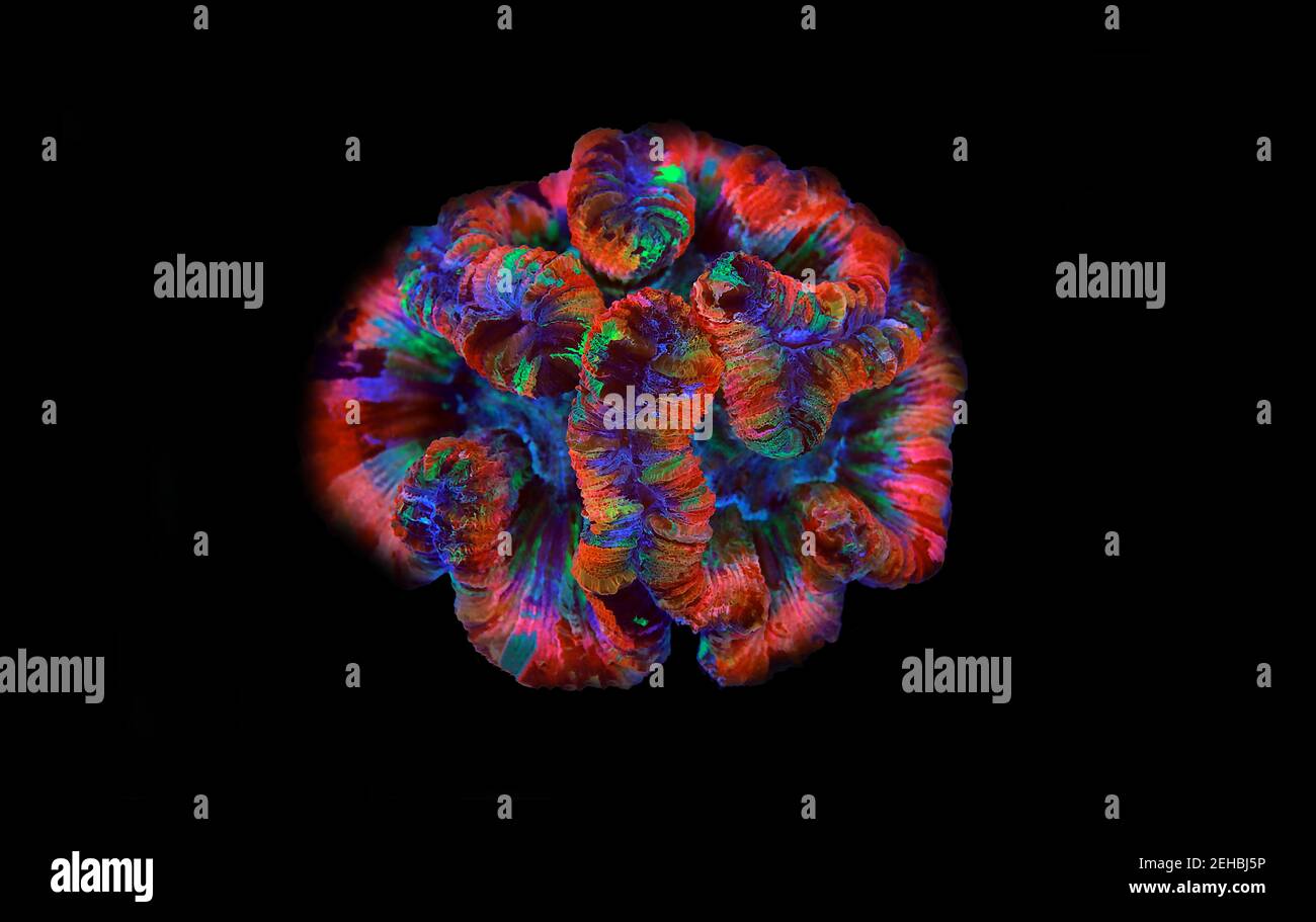 Rainbow coloration open brain LPS coral - Wellsophyllia radiata Stock ...