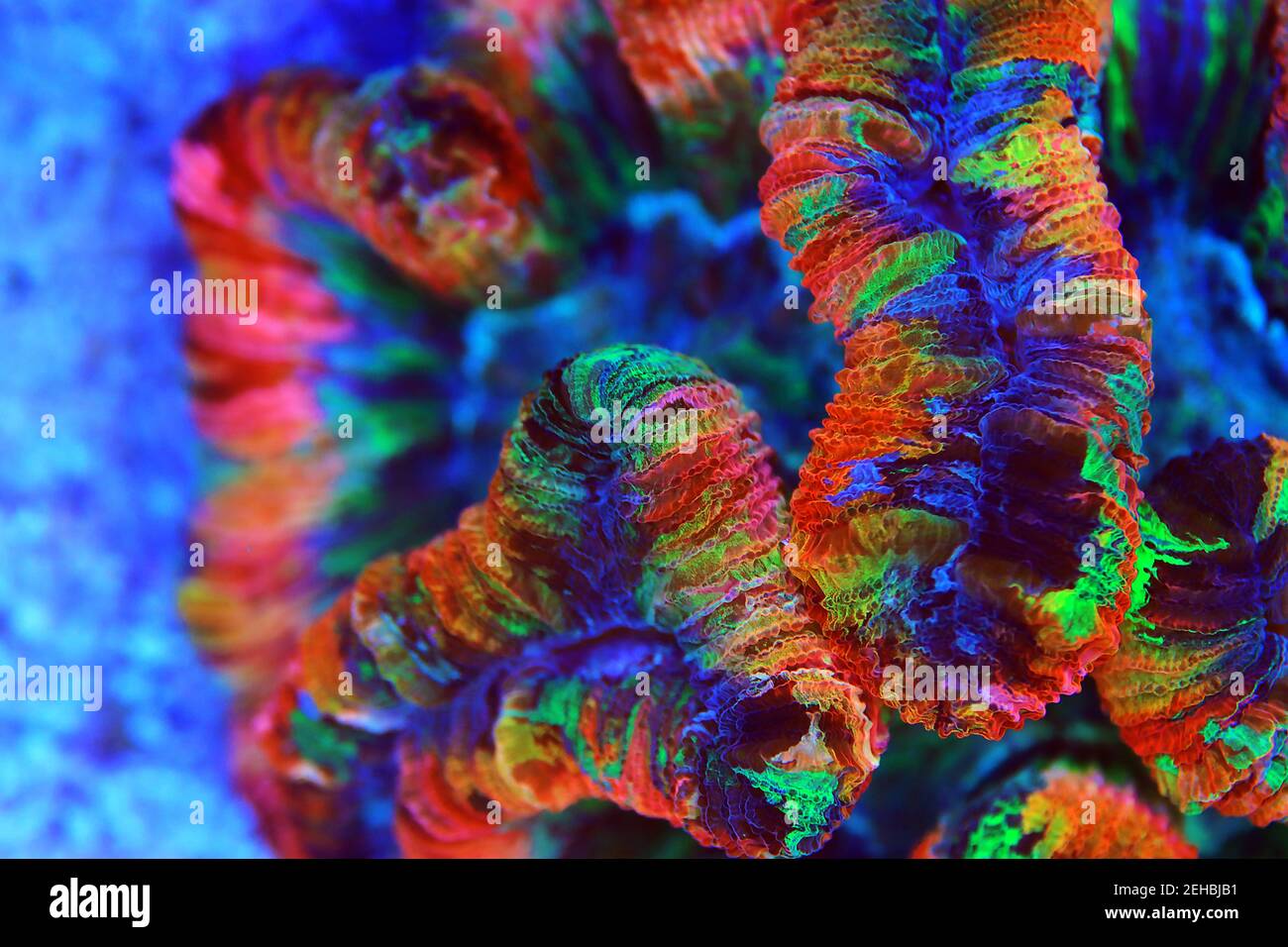 Folded brain coral hi-res stock photography and images - Alamy