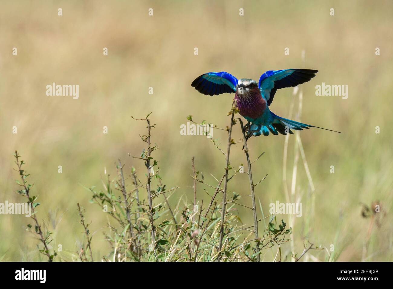 East african roller hi-res stock photography and images - Alamy