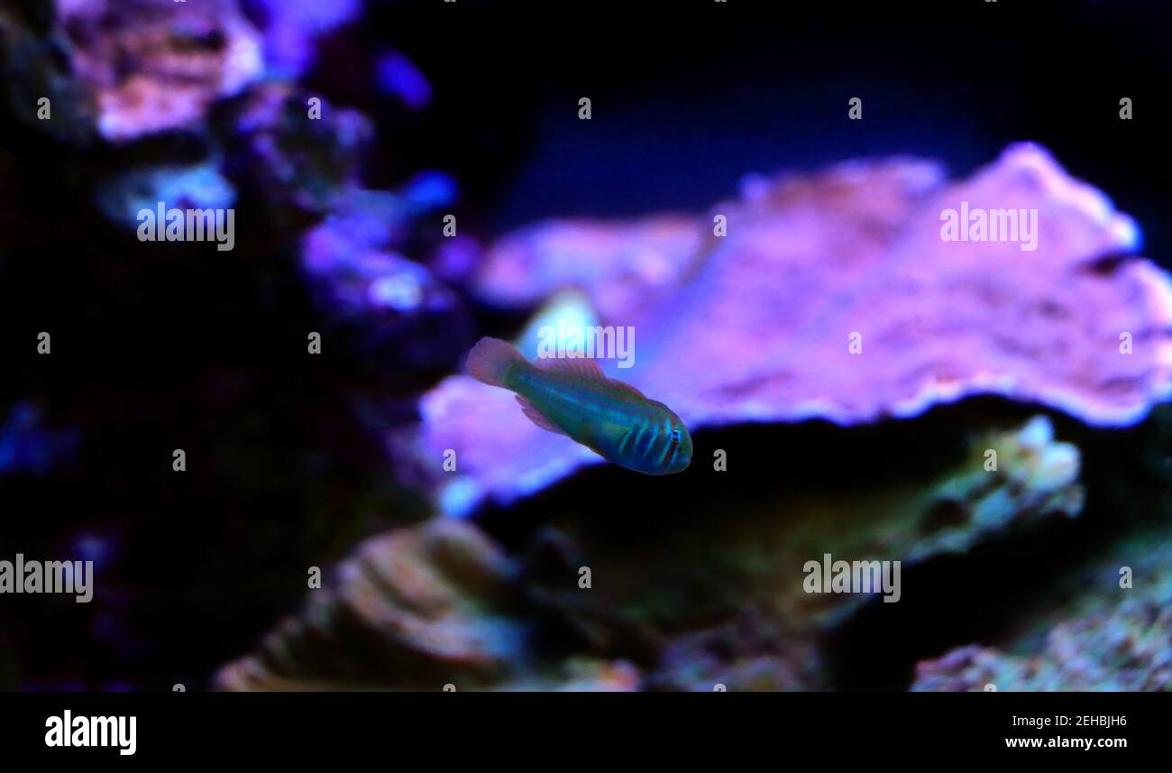 Green clown coral goby - Gobiodon histrio Stock Photo - Alamy