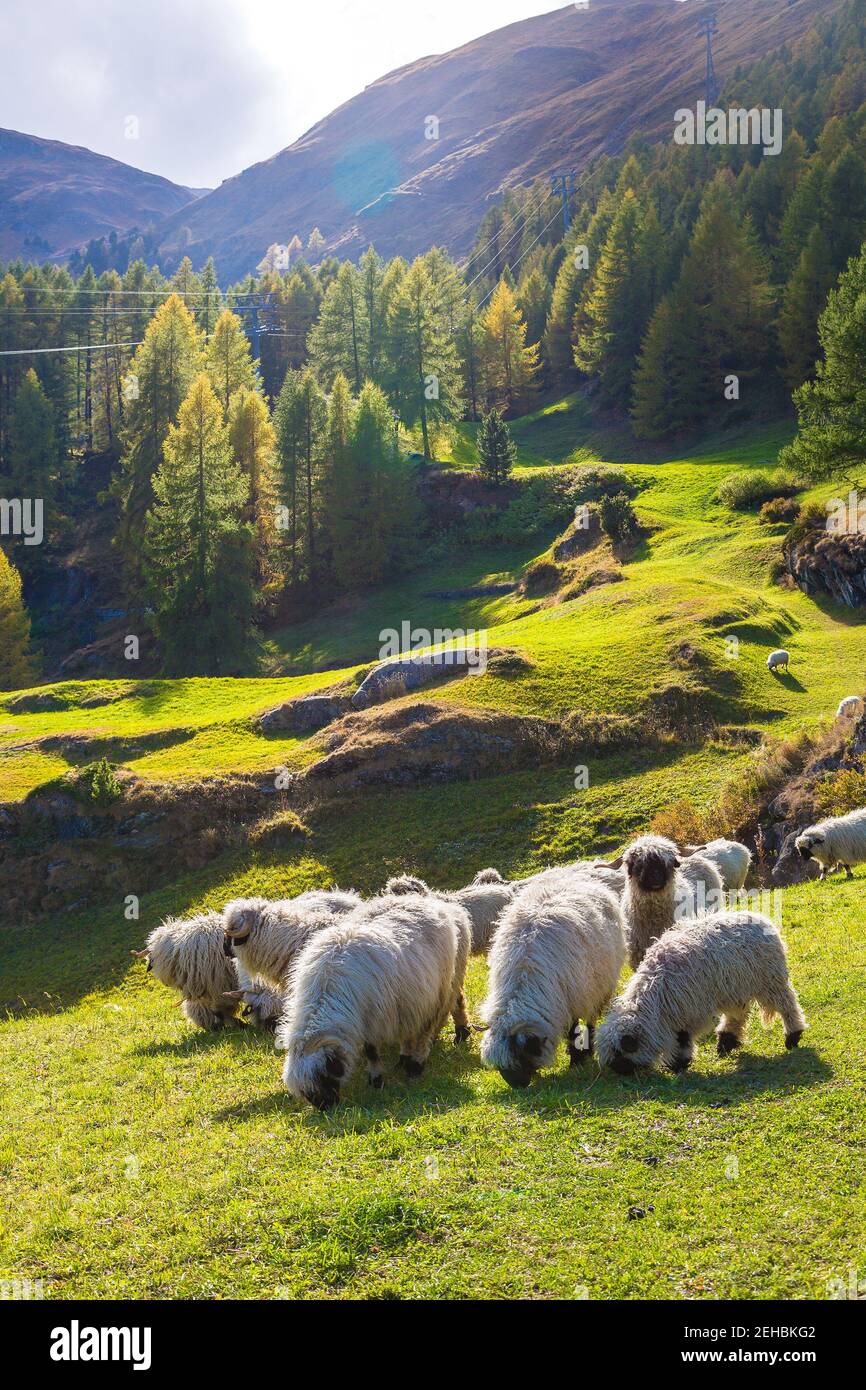 Swiss Alps and Valais blacknose sheep nest to Zermatt in Switzerland ...