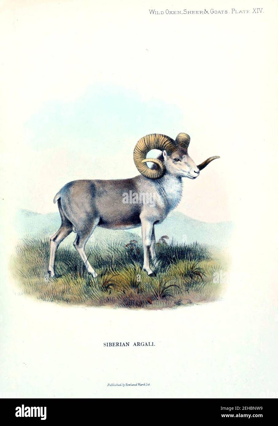 Ovis ammon ammon by Joseph Smit Stock Photo - Alamy