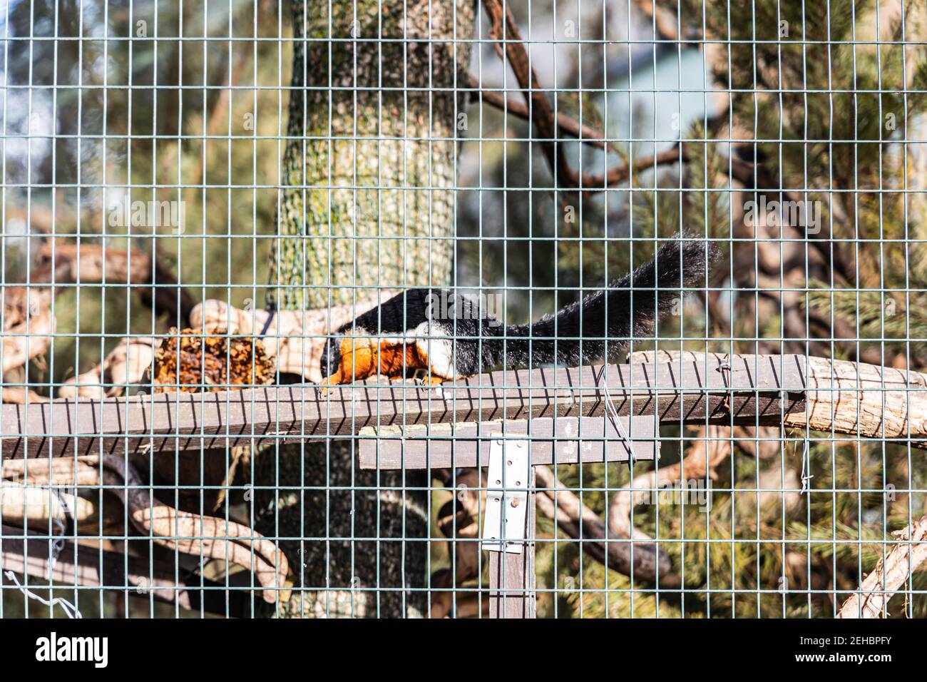 Small Tricolor squirrel walk on beams behind metal net Stock Photo - Alamy