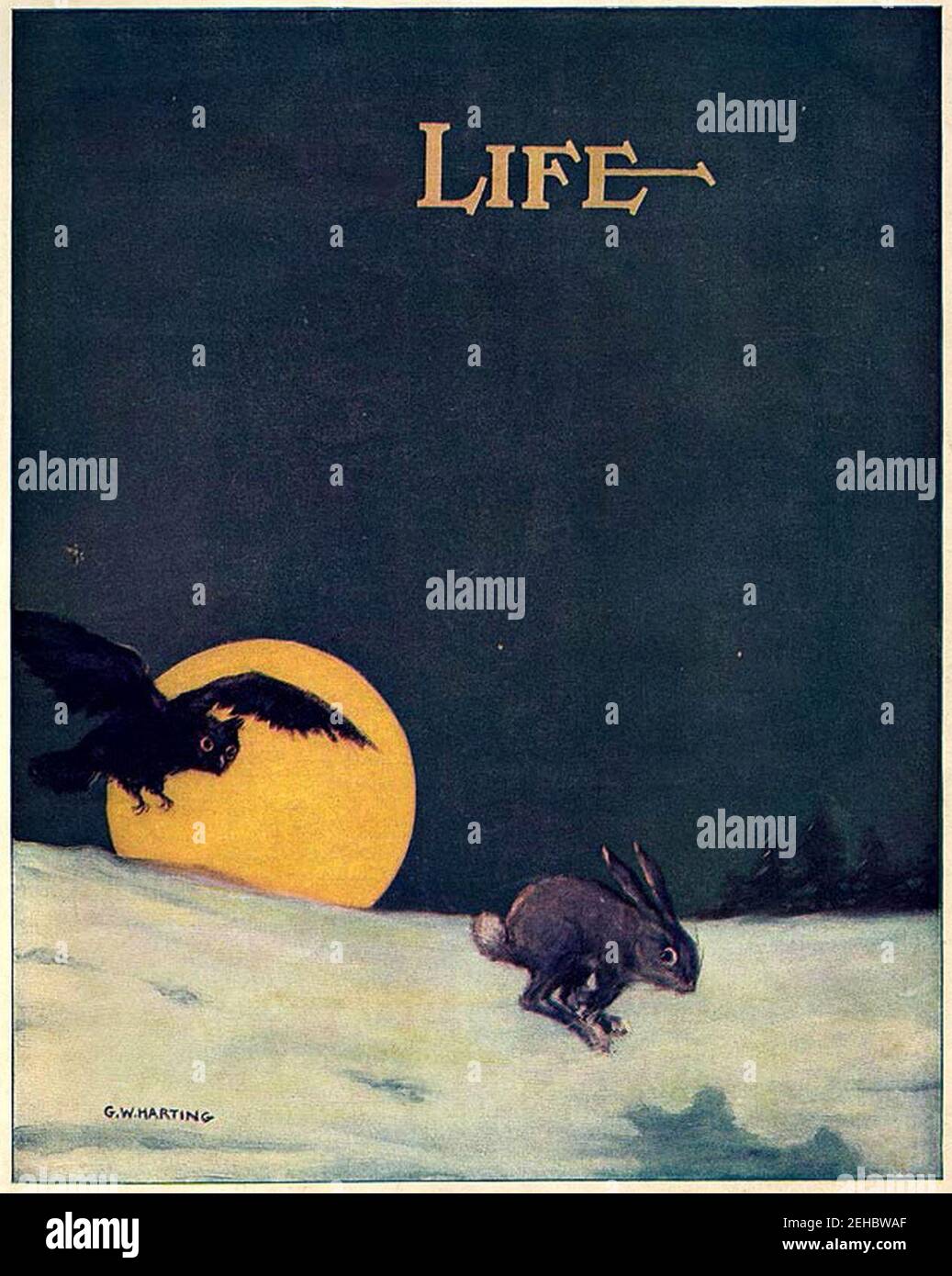 Owl Chasing Rabbit (LIFE - Dec. 9, 1909 Stock Photo - Alamy
