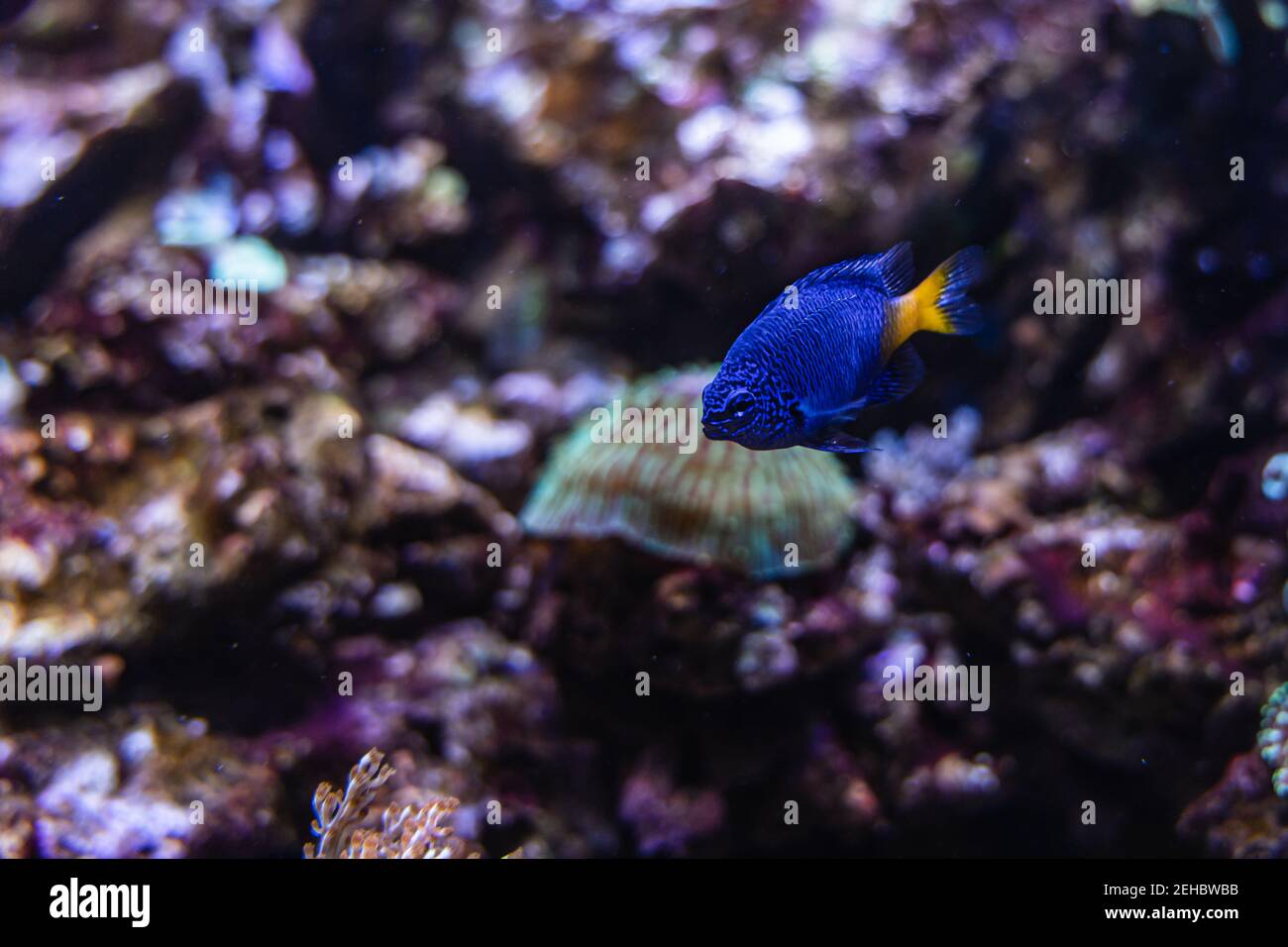 Small blue fish with yellow tail Damselfish Stock Photo - Alamy