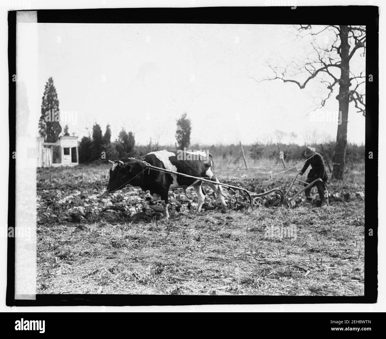 Ox pulling hi-res stock photography and images - Alamy