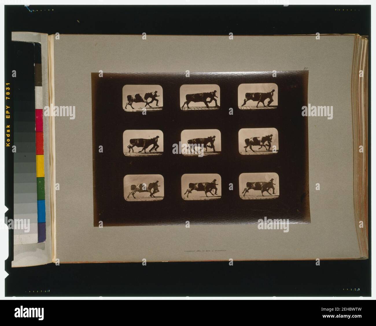 Ox, running, irregular Stock Photo - Alamy