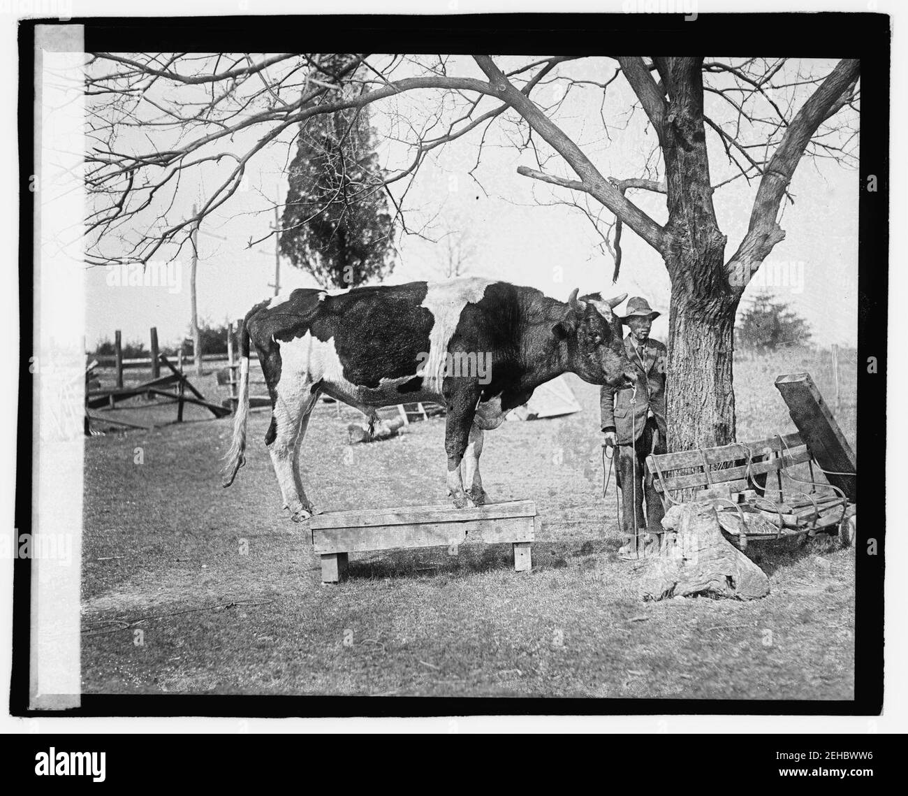 Ox standing under tree Stock Photo - Alamy
