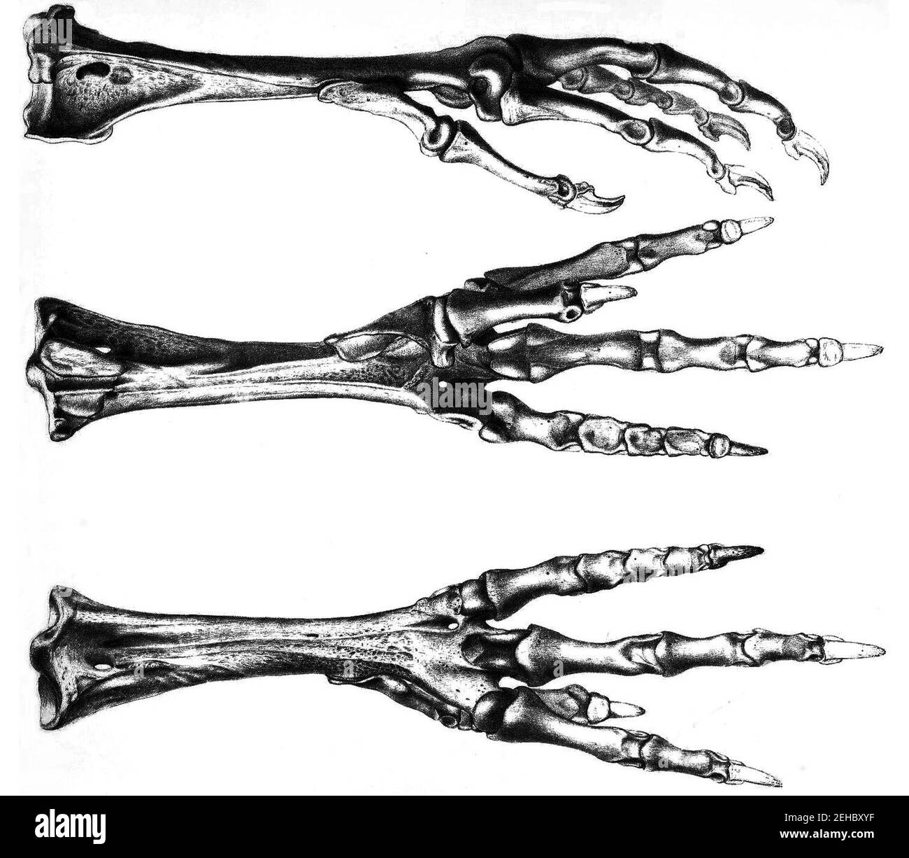 Oxford Dodo foot Stock Photo - Alamy