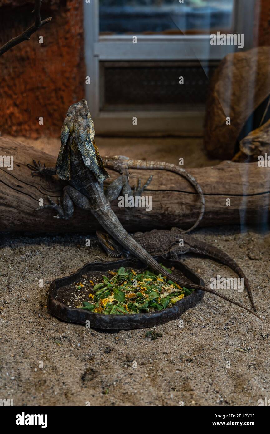 Brown tree lizards hi-res stock photography and images - Alamy