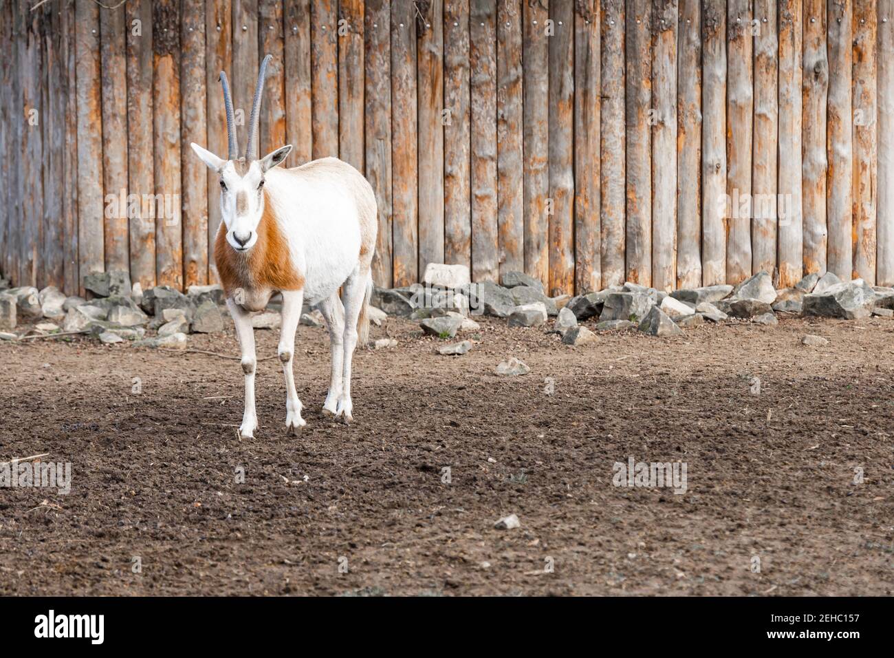 Sable oryx hi-res stock photography and images - Alamy