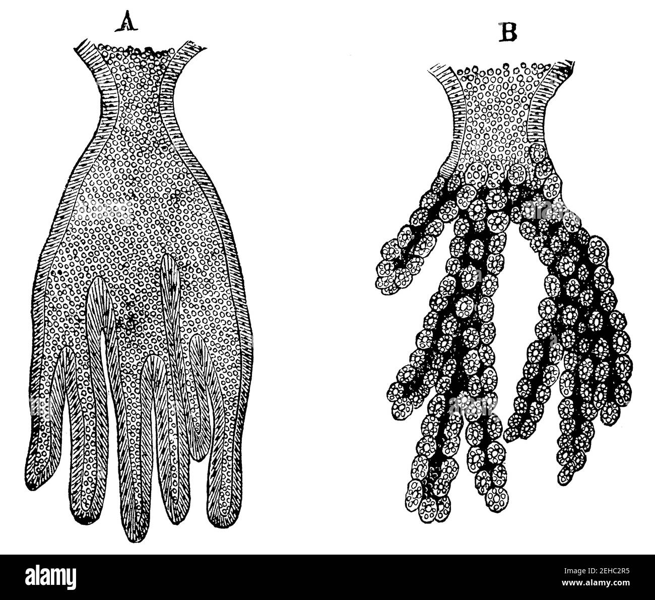 Cardiac glands hi-res stock photography and images - Alamy
