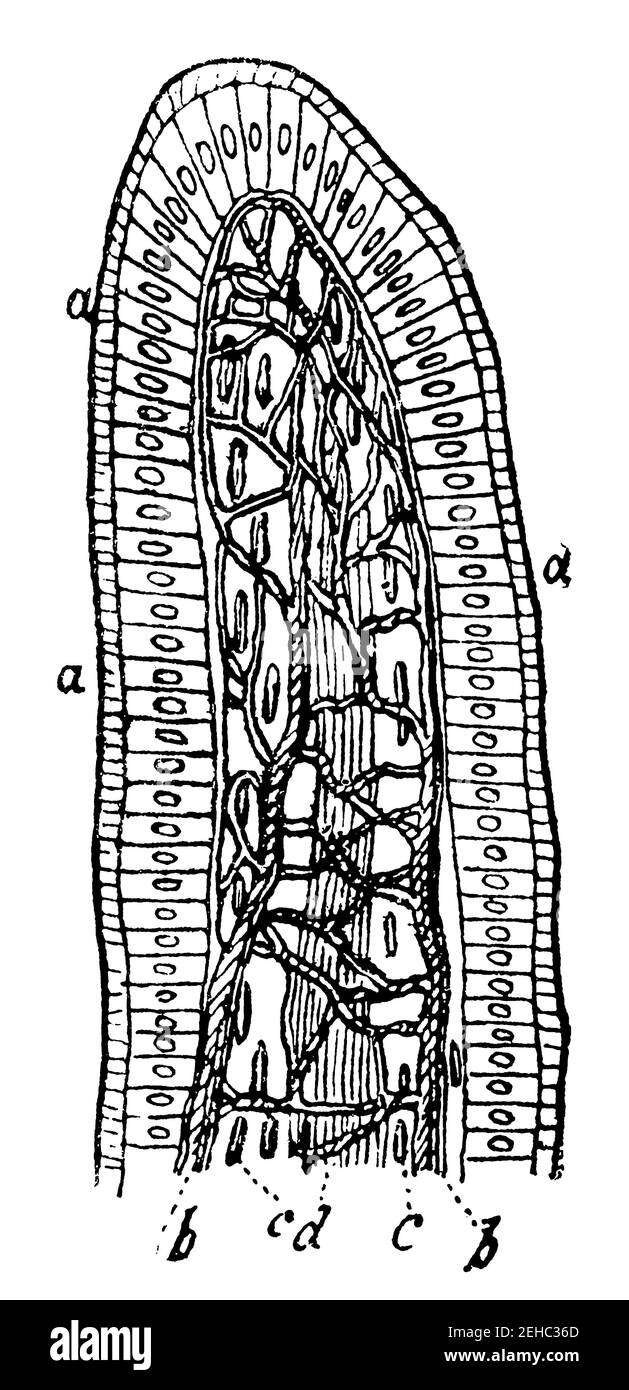 Intestinal villus (the lumen of the small intestine of human ...