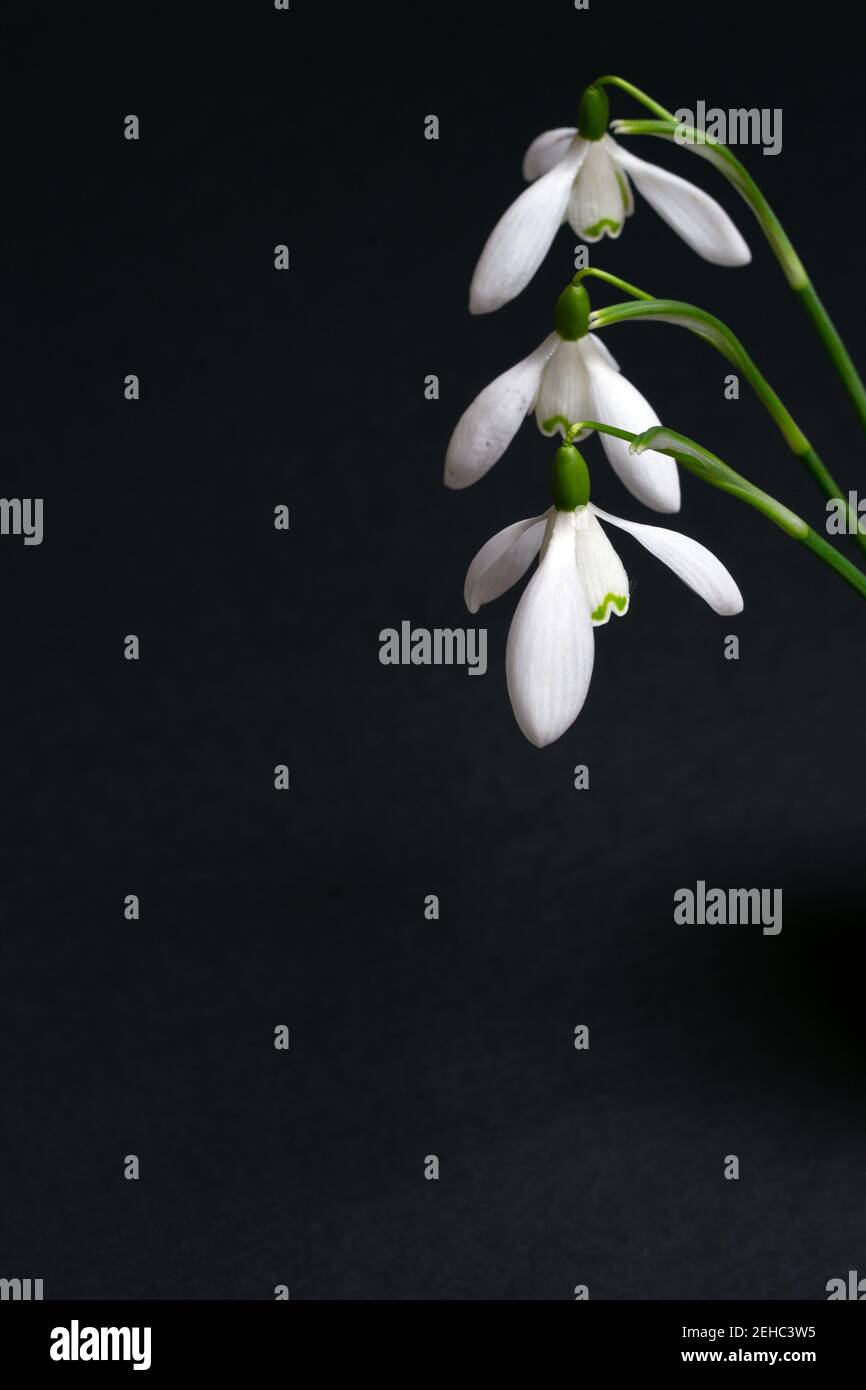 Three flowers of snowdrops hi-res stock photography and images - Alamy