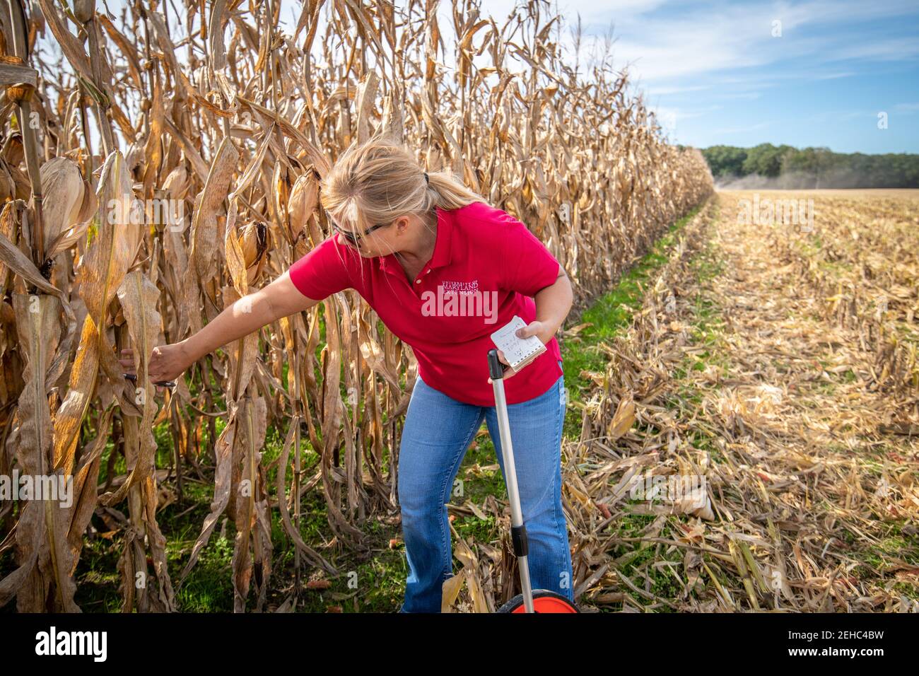 Checking corn hi-res stock photography and images - Alamy