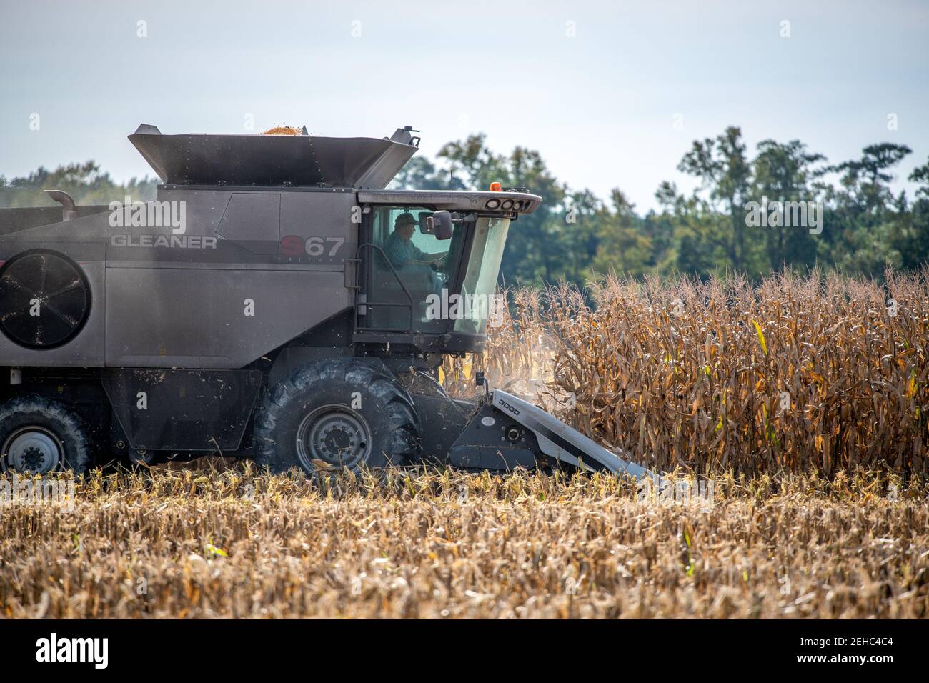 Corn Harvest on Eastern Shore of Maryland Stock Photo - Alamy