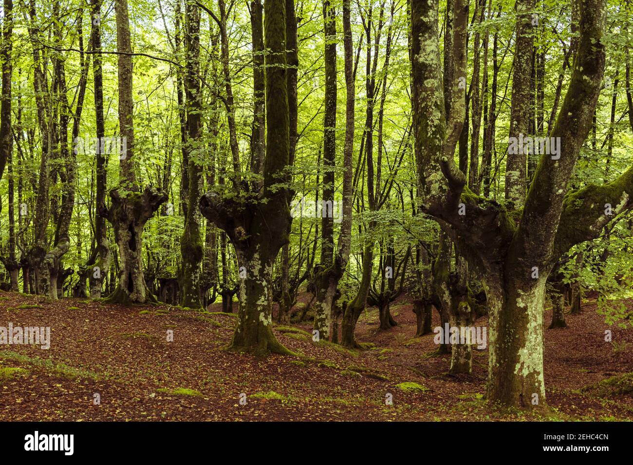 Beautiful green forest with many trees Stock Photo - Alamy