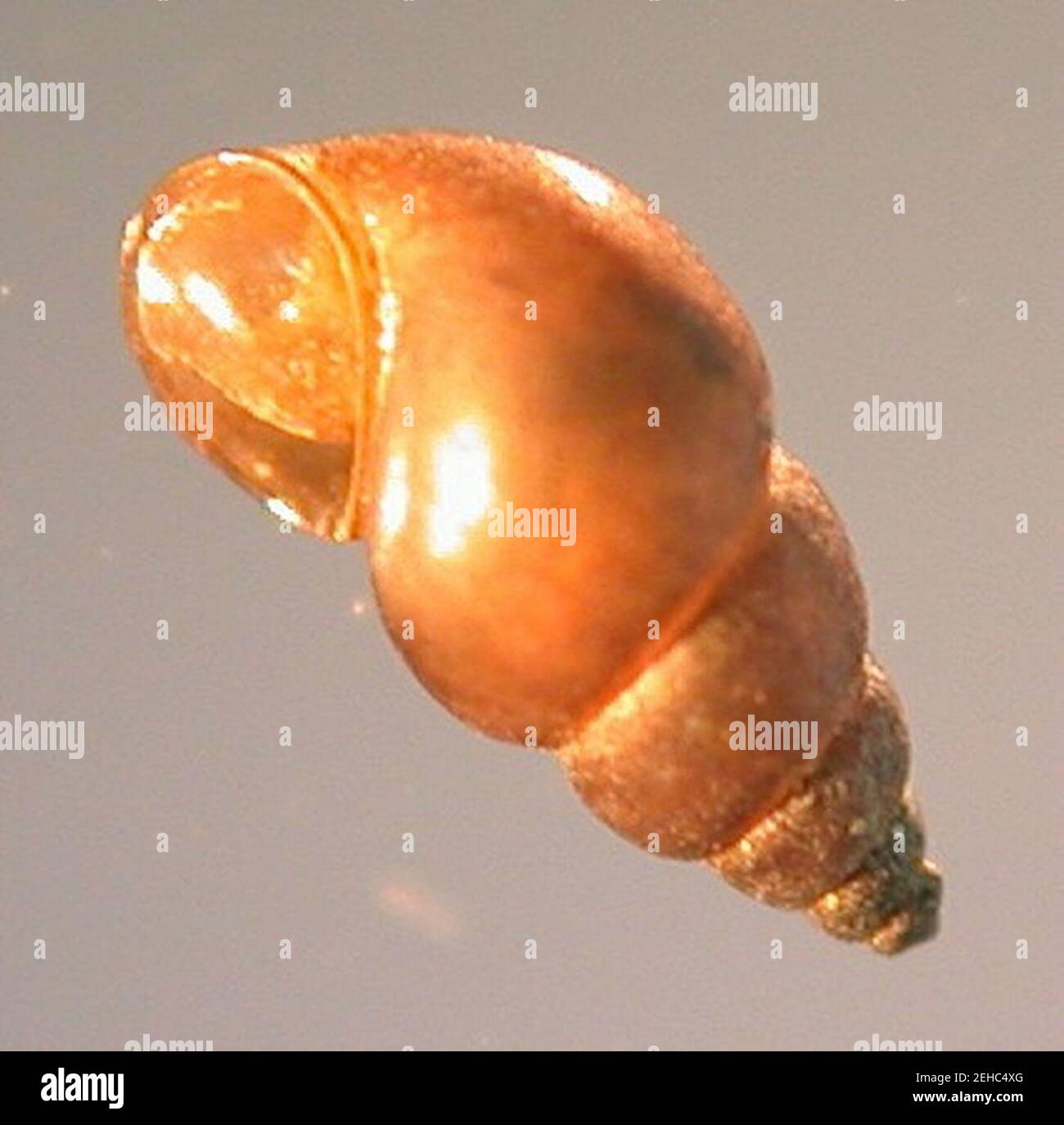 Antipodarum hi-res stock photography and images - Alamy