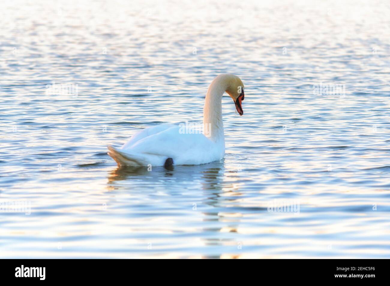 Beautiful swan in the water Stock Photo - Alamy