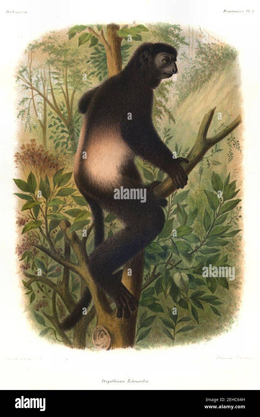 P edwardsi AGrandidier Stock Photo - Alamy