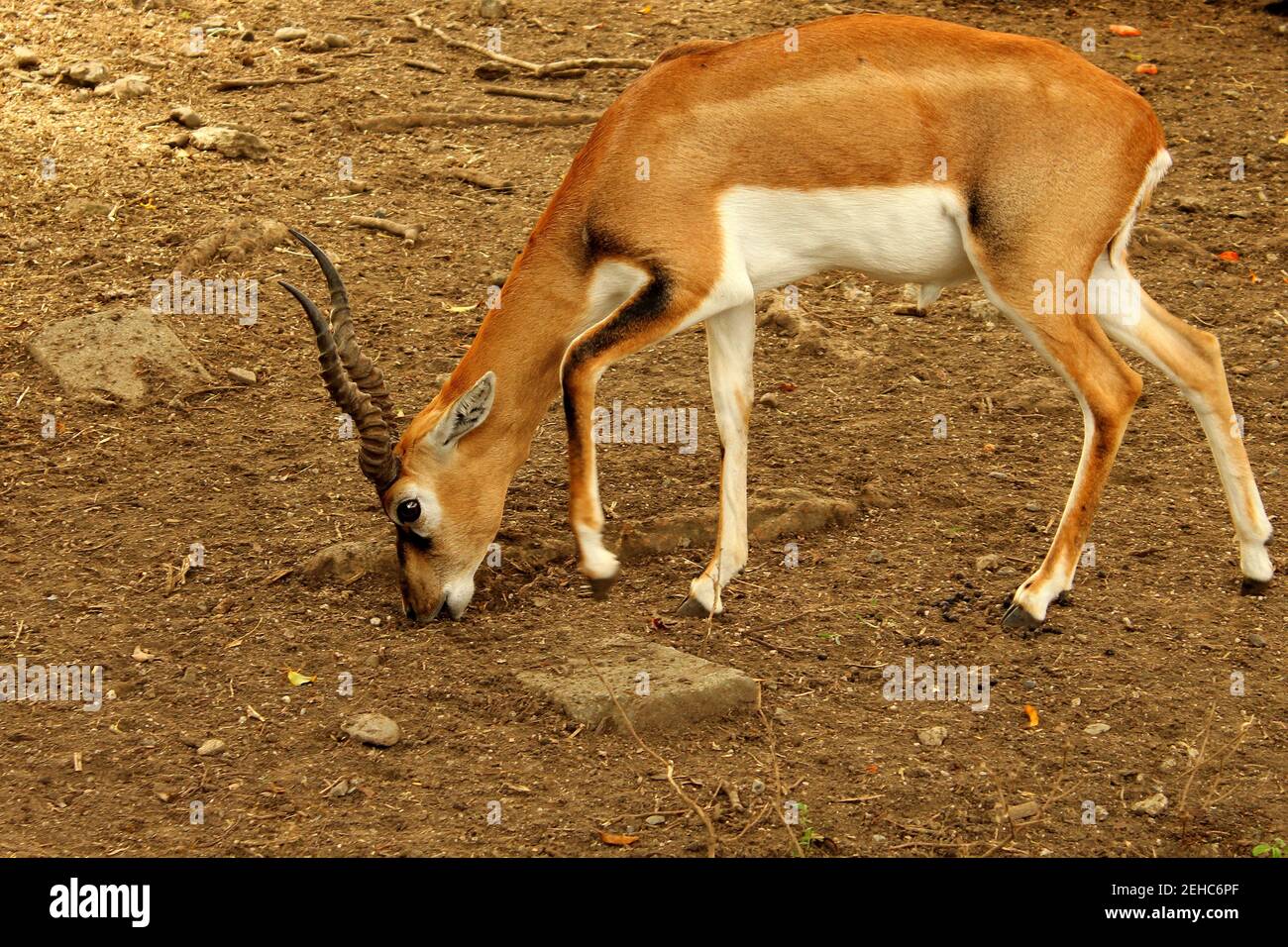 Baby antelope grazing in a pasture Stock Photo - Alamy