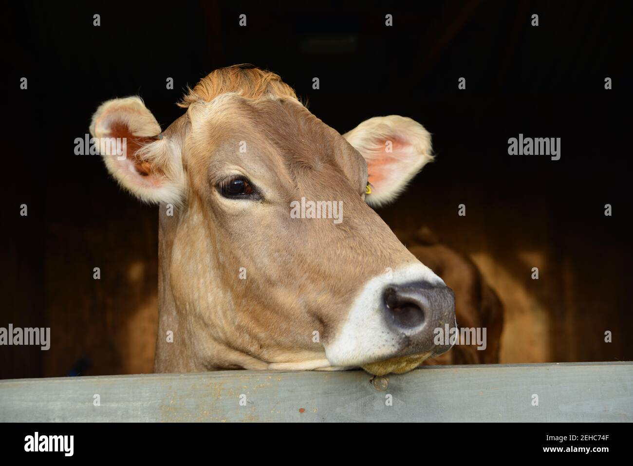 Brown swiss cow hi-res stock photography and images - Alamy