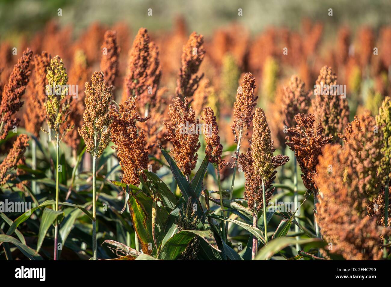 Grain sorghum hi-res stock photography and images - Alamy