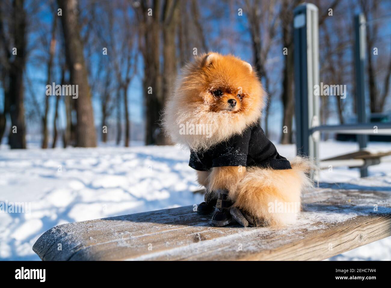 Fluffy and cute German Spitz Klein puppy on the bench in the snow ...