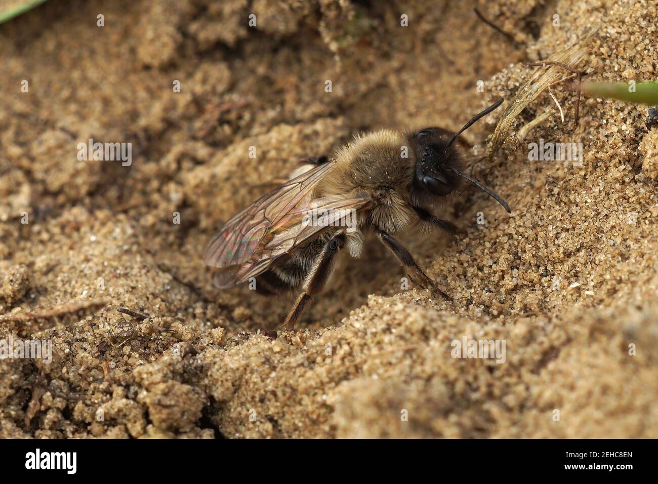 The endangered dawn mining bee , Andrena nycthemera is a European red ...